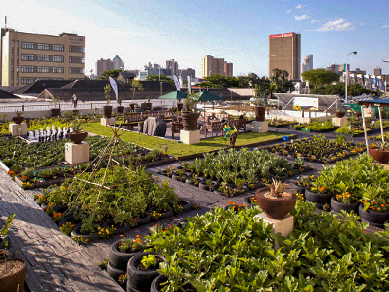 Comment mettre en place un jardin potager sur le toit ? – Le studio vert