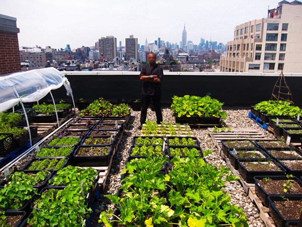 Comment mettre en place un jardin potager sur le toit ? – Le studio vert